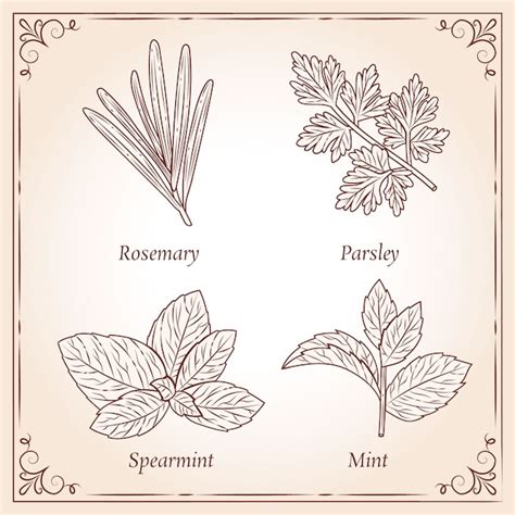 Premium Vector Hand Drawn Herbs Illustration Collection