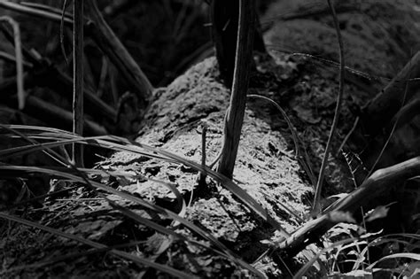 Monokrom Lumut Pada Akar Pohon Cabang Dan Kayu Di Hutan Hijau Atau