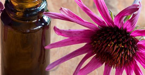 Health Benefits And Uses For Echinacea