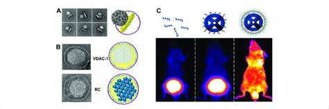 A Binding And Interactions Of Poliovirus With Cd155 Decorated Download Scientific Diagram