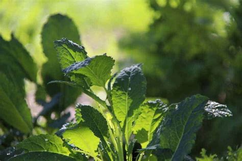 5 Easy Vegetables You Can Grow To Save On Your Groceries