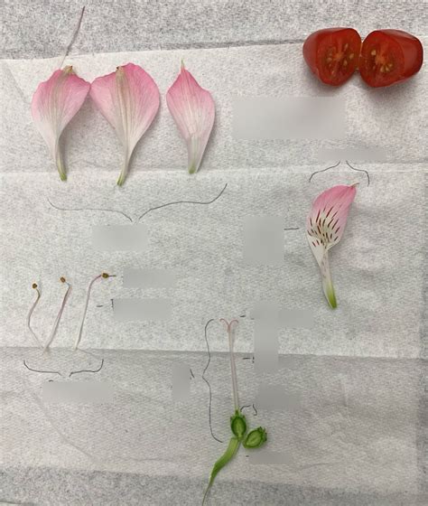 Flower Parts Diagram Quizlet
