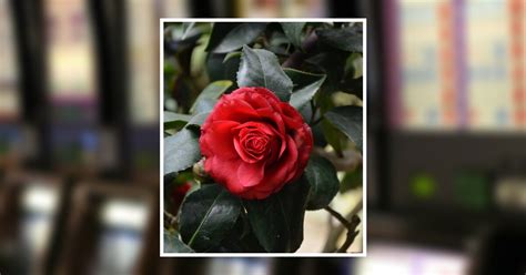 Rose Marie Dubas Obituary June 22 2024 Perman Funeral Home
