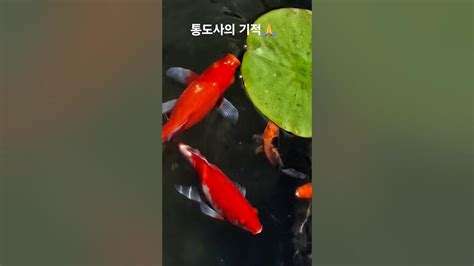 통도사연꽃붉은잉어 Youtube