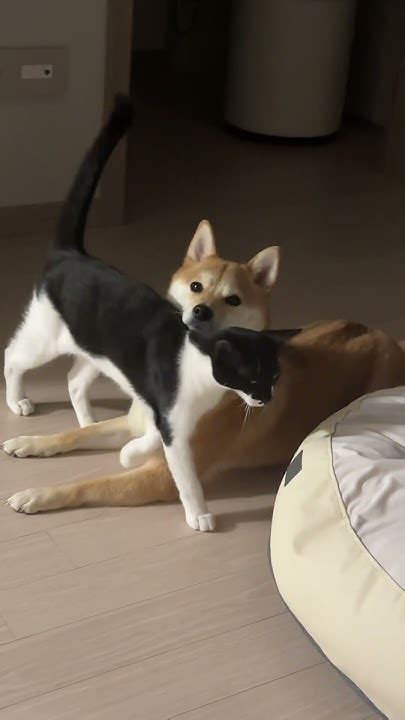 가호 누나한테 비비고 돈구녕 보여주기 스킬 쓰는 냥이 울비 시바견 시바이누 고양이 강아지 길냥이 고양이구조 Youtube