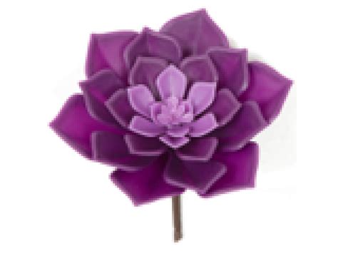 7 Polyblend Echeveria 7 Polyblend Echeveria