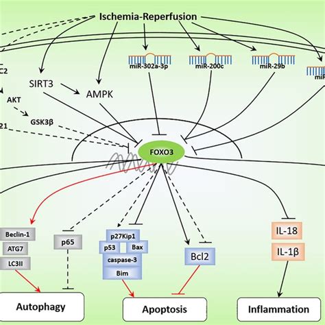 The Expression Level Of Foxo3 Is Released Following Wnt3aβ Cateninakt