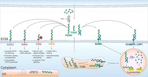 Pgrn Interactions Trafficking And Proteolysis Several Pgrn Receptors