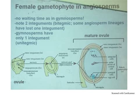 Structure Of Anther Pdf