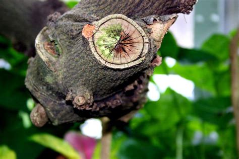 How To Seal A Tree After Pruning Hint You Dont Everything Arboriculture