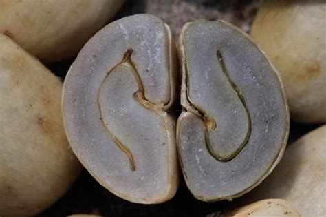 Sumatran Coffee Processing Why You Should Know Giling Basah Sweet Marias Coffee Library