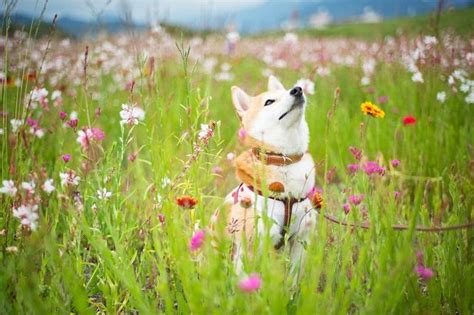 想养柴犬的人必看！全面解析柴犬性格！ 知乎