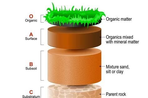 Everything You Need To Know About Loam Soil The Habitat