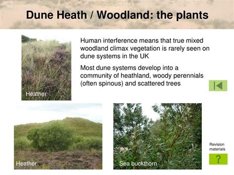 PPT Higher Geography Biosphere Vegetation Succession Sand Dunes PowerPoint Presentation ID