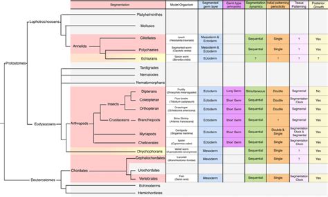 Bilaterian Phylogeny Highlighting The Key Features Associated With Body