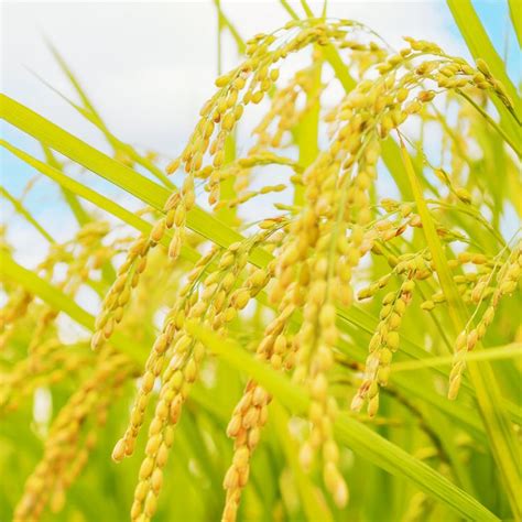 七十二候禾乃登 こくものすなわちみのる日本の季節を楽しむ暮らし 暦生活