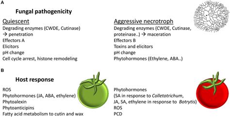 Fungal Pathogenicity And Host Response At Different Stages Of Fruit