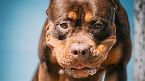 Xl Bully Owners To Stage Huge Protest In Glasgow This Weekend The