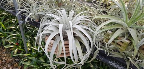 초록이식물 싸게 살수 있는 곳 플랜테리어의 모든 것 파주 조인폴리아 네이버 블로그