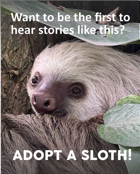 The Sloth Conservation Foundation One Of The Many Reasons Not To Touch Or Hold A Sloth… We