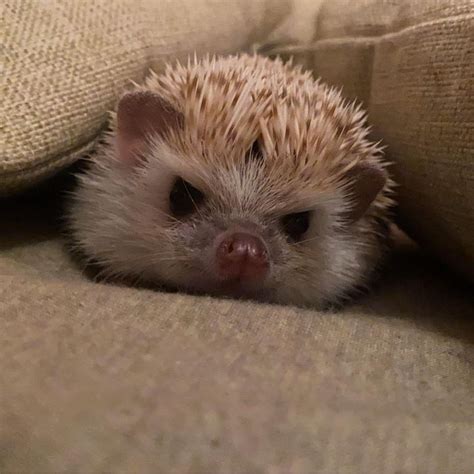 My Cheeto Puff 🤍 I Love You Rhedgehog