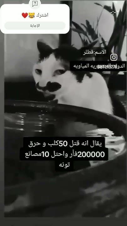 القط قطلر😾 Shorts Youtube