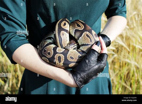Snake Royal Python Or Ball Python Python Regius In The Arms Of The Girl In Black Semipersides