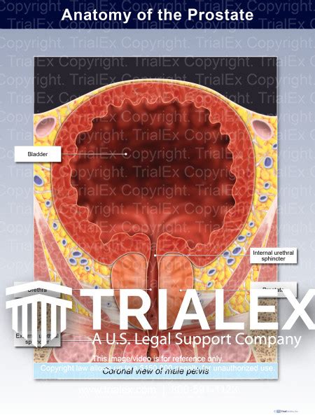 Anatomy Of The Prostate Trialquest Inc
