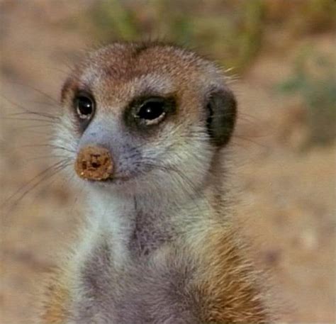 Figaro Lazuli Meerkats Wiki Fandom