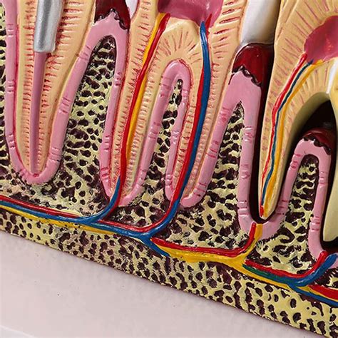 Anatomical Models Teeth Cross Section Model Gums Model Anatomy Teeth Model Detachable Education