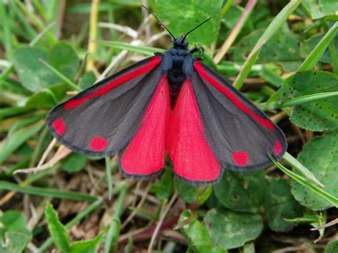 Cinnabar Moth On Green Leaves Cinnabar Moth Identification Cinnabar
