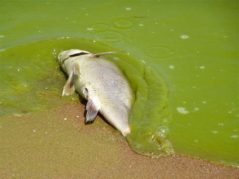Algal Bloom Biology Simple
