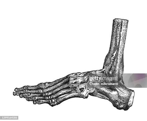 Upper Limb Anatomy Photos And Premium High Res Pictures Getty Images