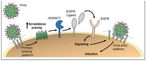 Membranes Special Issue Ectodomain Shedding Current Trends And