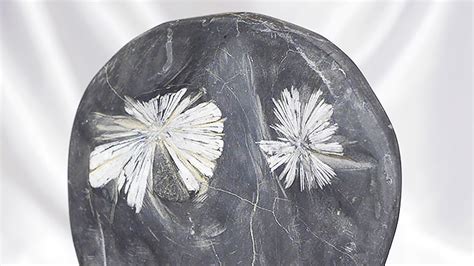 最高峰級に美しい菊模様の鑑賞石『菊花石』を紹介します！ │ 梅研本舗コラム