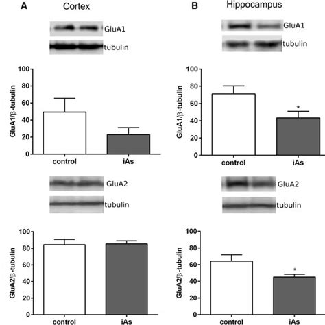 Ampa Subunit Glua1 And Glua2 Expression In The Cortex And Hippocampus