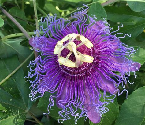 Passiflora Incarnata X Cinnicata