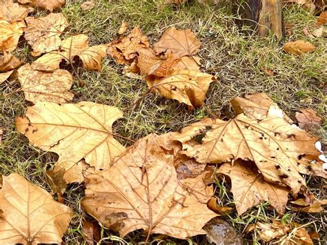 四时有序 小雪时至 共青团山东农业工程学院委员会