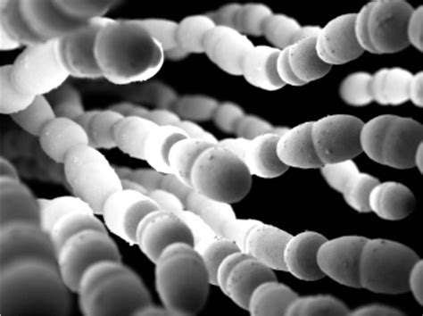 Alerte Aux Infections Invasives à Streptocoque Du Groupe A Chez Les Enfants