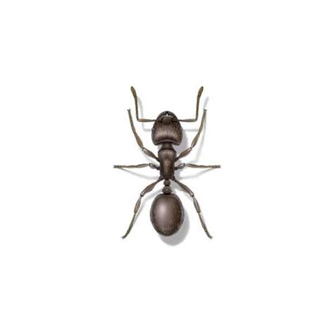 Pavement Ant Identification Habits Behavior Anderson Pest Solutions