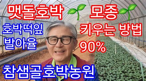 맷돌호박 🌱모종🌱 키우는 방법맷돌호박 떡잎 발아율 90 2025년 호박모종 농사 성공 참샘골호박농원 Youtube