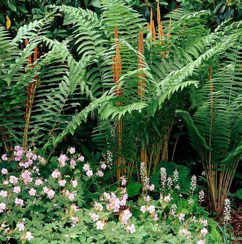 How To Plant And Grow Goatsbeard