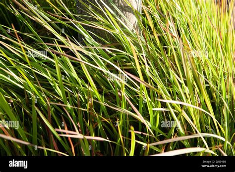 Green Grass Swaying In The Wind Close Up Natural Grass In Motion
