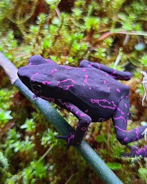 Purple Harlequin Toad Looking The Reptile Report