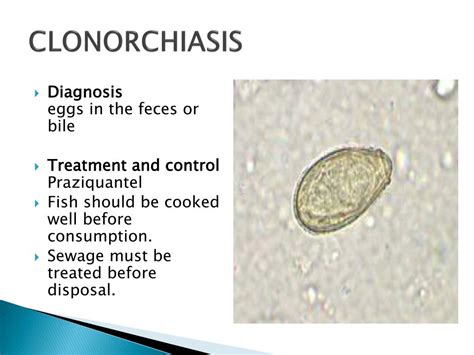 Ppt Trematodes Powerpoint Presentation Free Download Id 3125327