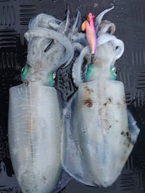 アオリイカ釣りの時期継続中まだ釣り船で近海ティップラン便可能