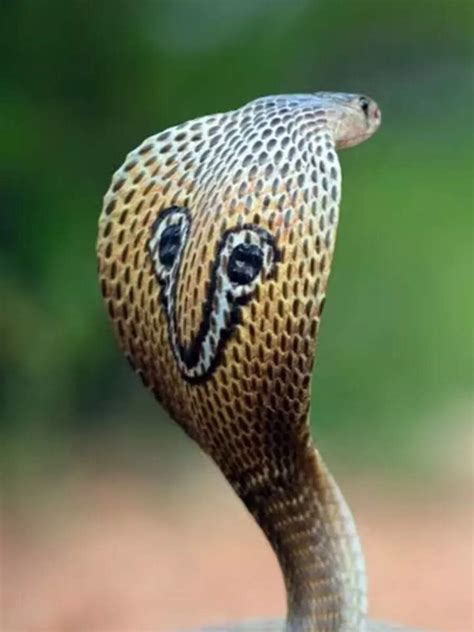 एक दिन में कितने घंटे सोता है सांप जानकर इंसान को भी आ जाए शर्म