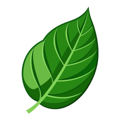 Premium Vector Leaf Clipart Cartoon Illustration Drawing Leaf