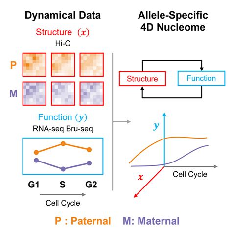 Functional Organization Of The Maternal And Paternal Human 4d Nucleome