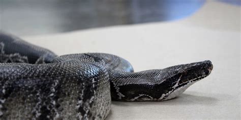 Buy Black Blood Python Best Prices Live Arrival Guarantee